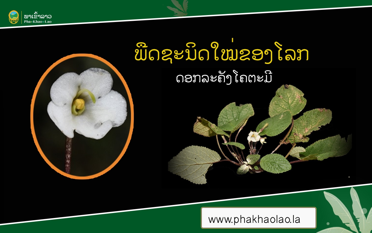 A new species of Paraboea and a new species record of Middletonia ...