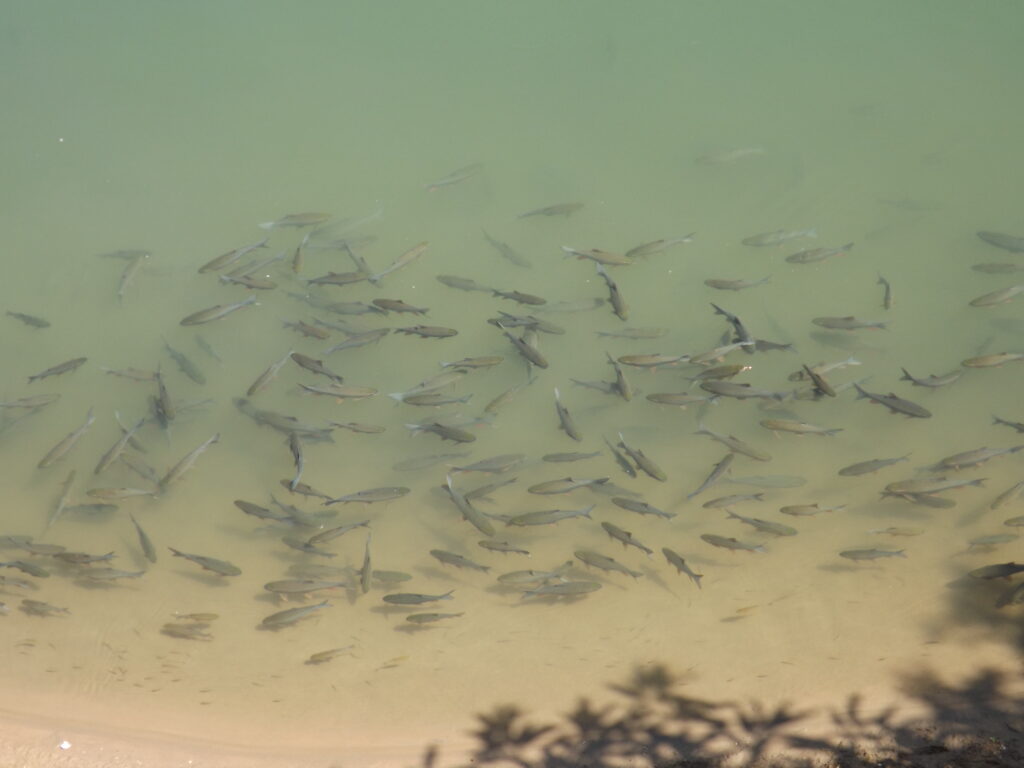 What can we do to protect fish and other aquatic animals? - Pha Khao Lao