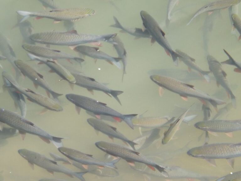 Fish Conservation Zones protect biodiversity in central Laos - Pha Khao Lao