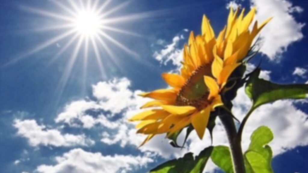 Why do sunflowers always follow the sun? - Pha Khao Lao