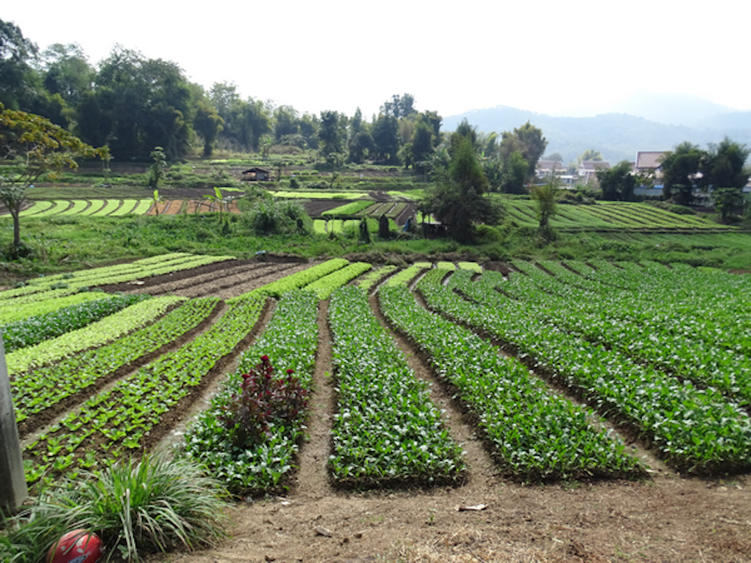 Villagers in Savannakhet enthusiastic to grow commercial crops - Pha ...